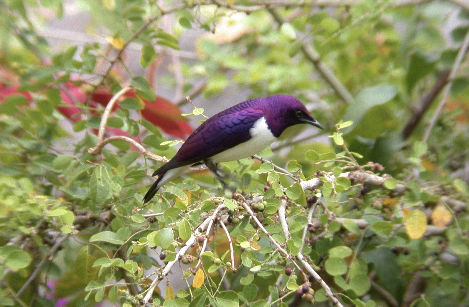 Plum-coloured starling - The Wheelchair Gardener