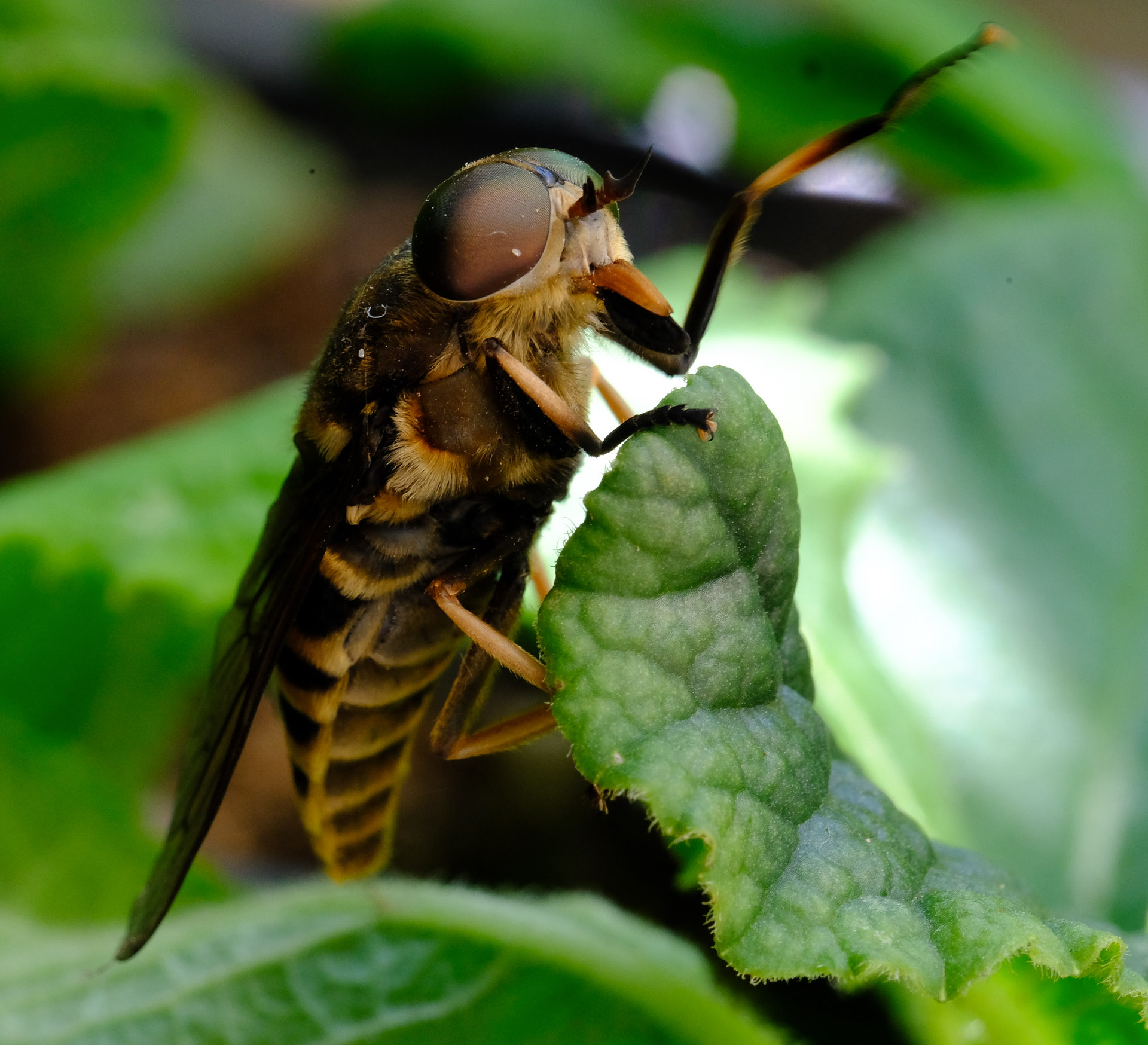 Horsefly.Tabanus-bovinus - The Wheelchair Gardener